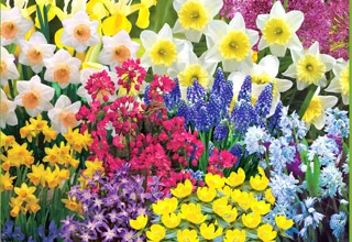 Flower Bulbs, Plants & Trees