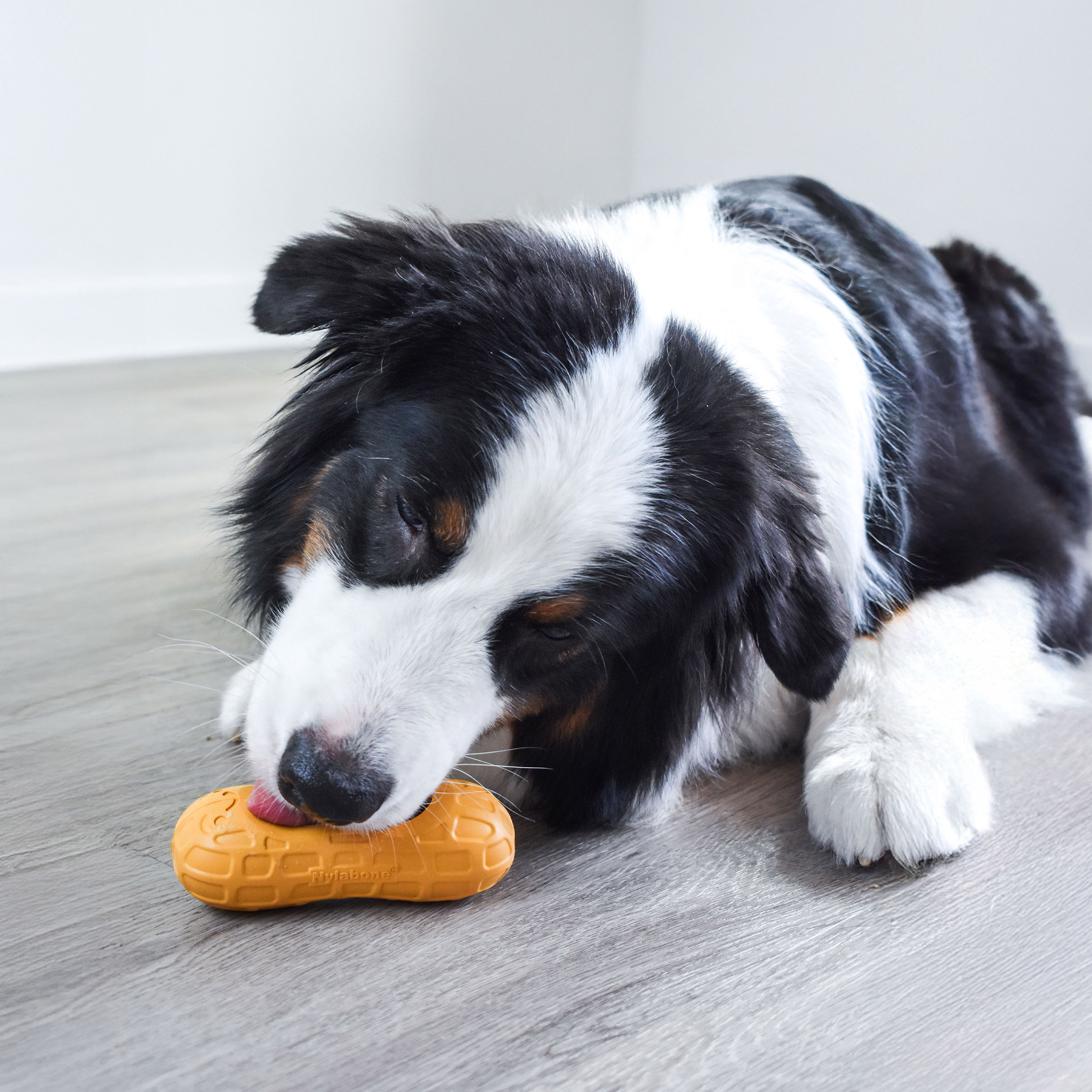 Nylabone NUBZ Treat N' Chew Dog Toy Variety Pack, 3-count | Costco