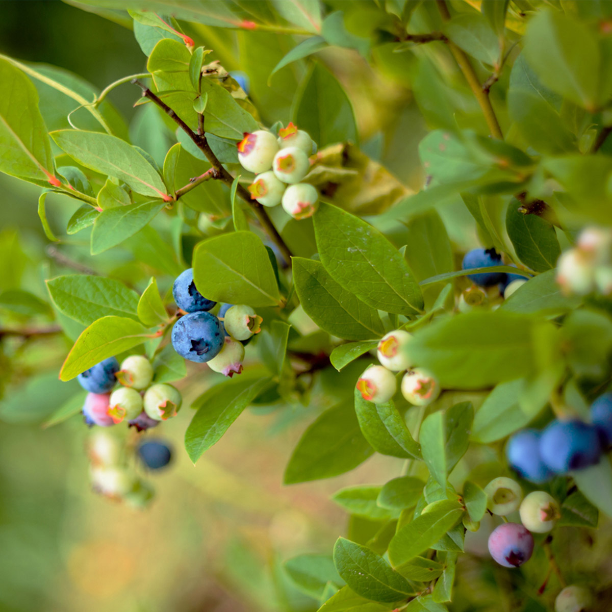 Berry Bush Collection, 3-pack | Costco