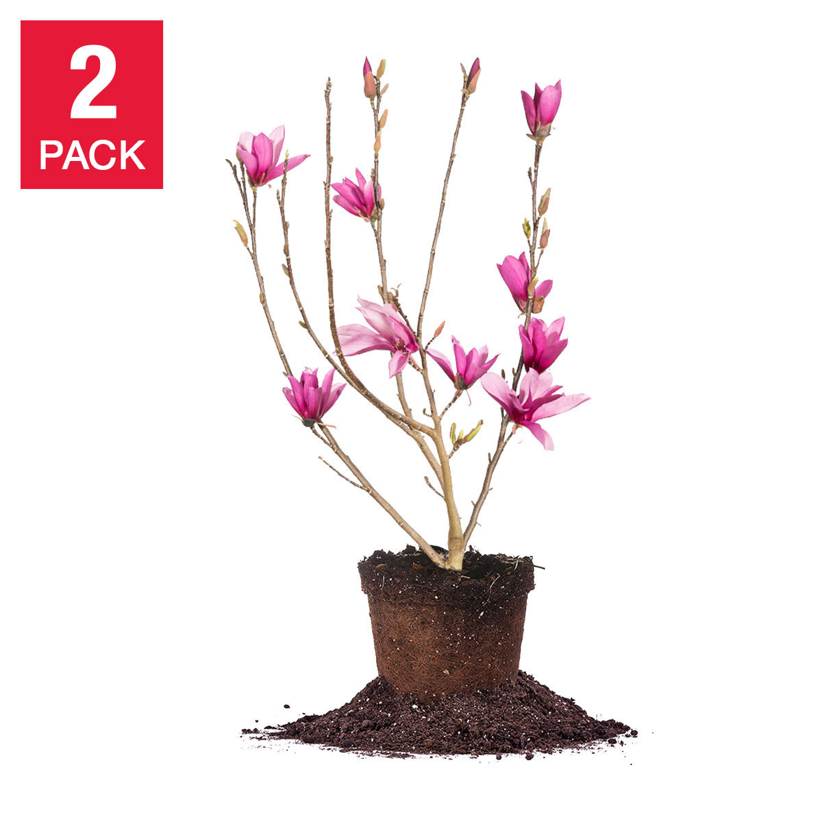 Magnolia Tree 3 Gallon, 2-pack | Costco