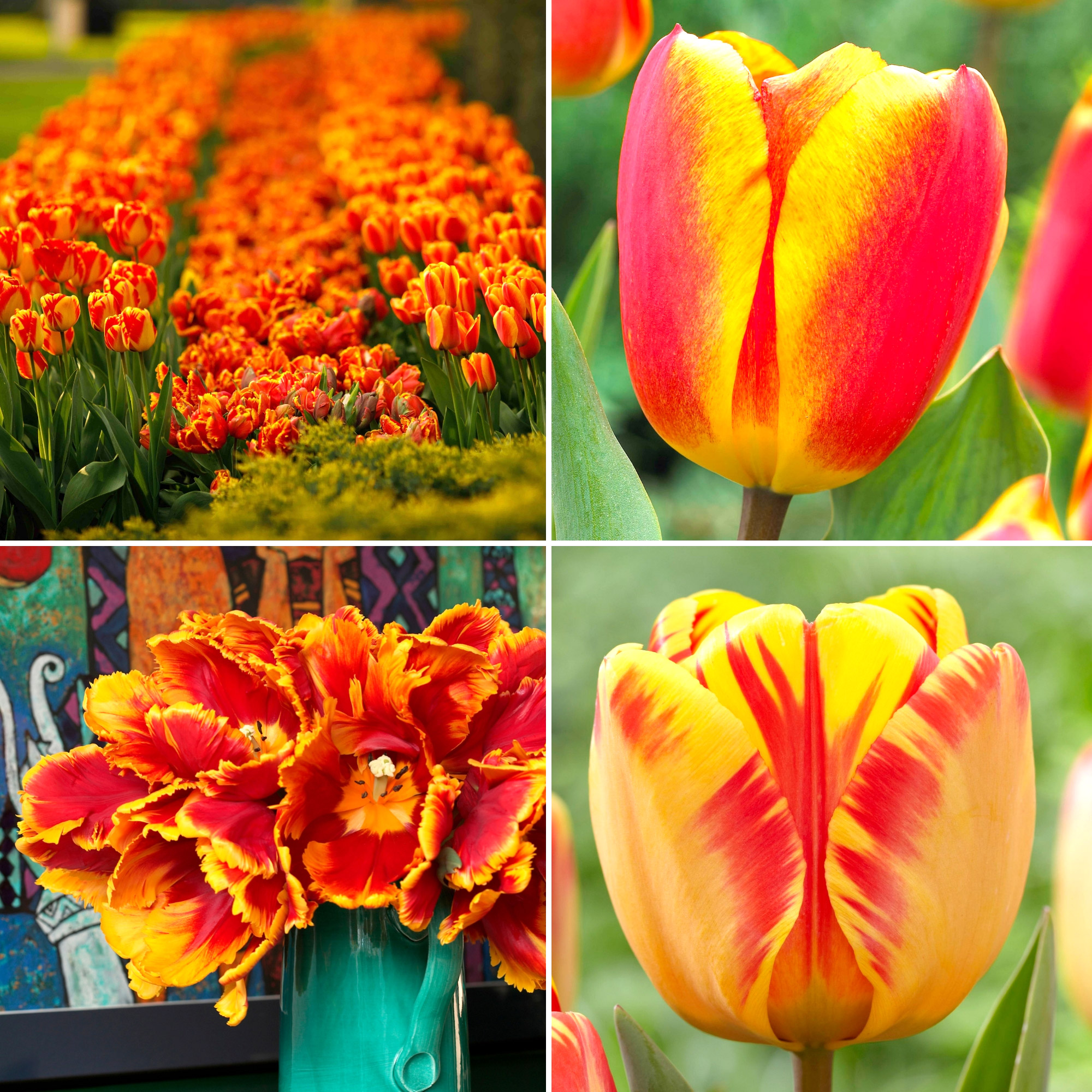 Red Yellow And Purple Tulips