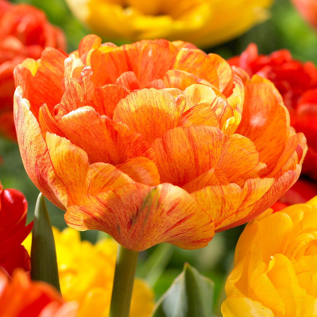 Tulip Double Late Sunlover 60 bulbs | Costco