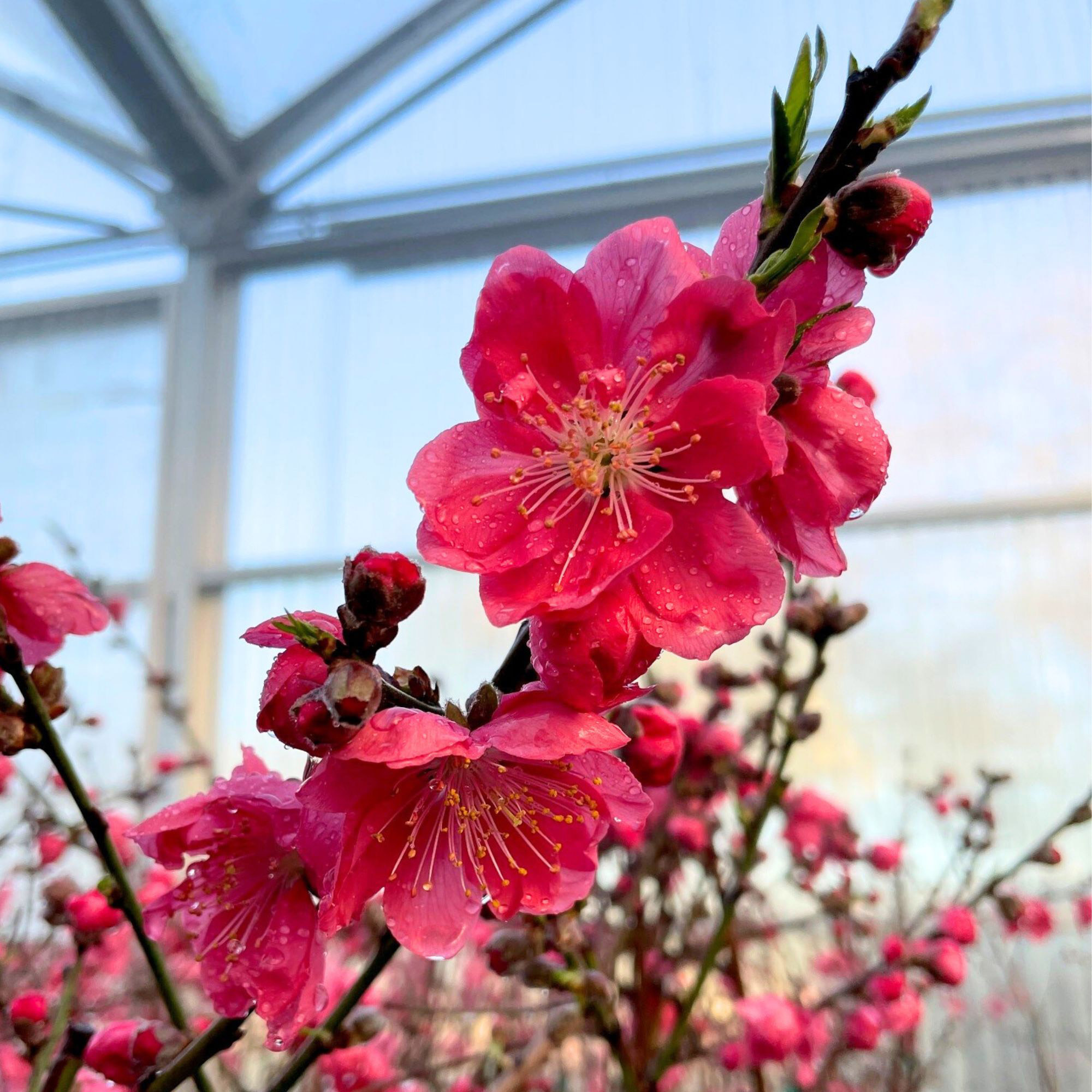 Alder & Oak Early Red Flowering Peach Tree | Costco