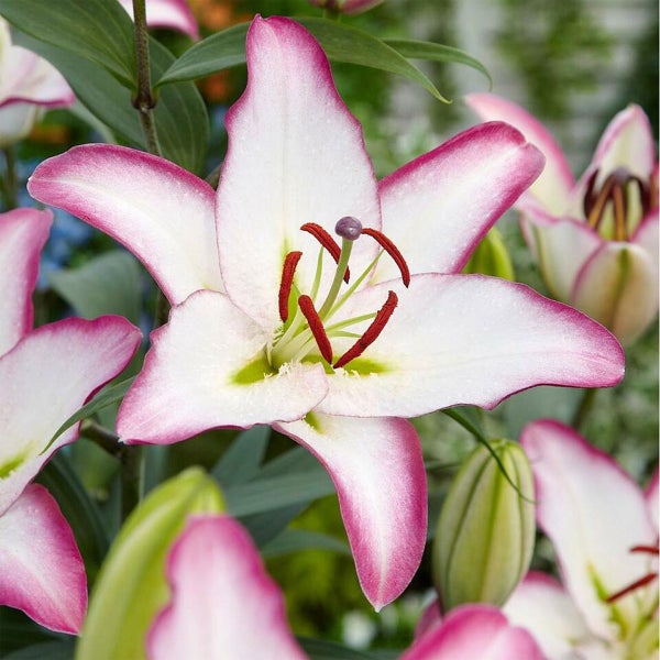 Longfield Gardens Lily Collections, 40 Bulbs | Costco Longfield Gardens Lily Collections, 40 Bulbs | Costco