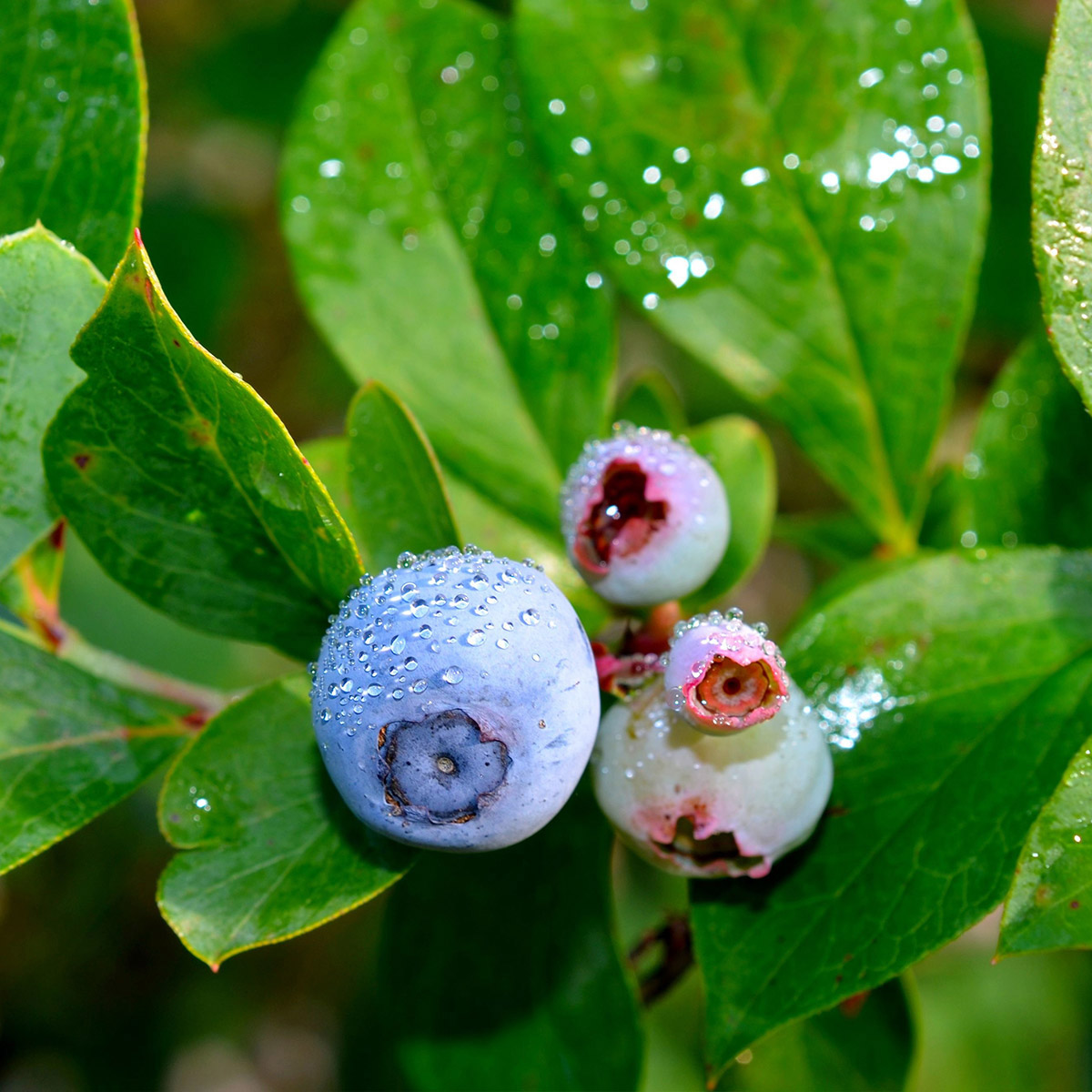 Berry Bush Collection, 3-pack | Costco