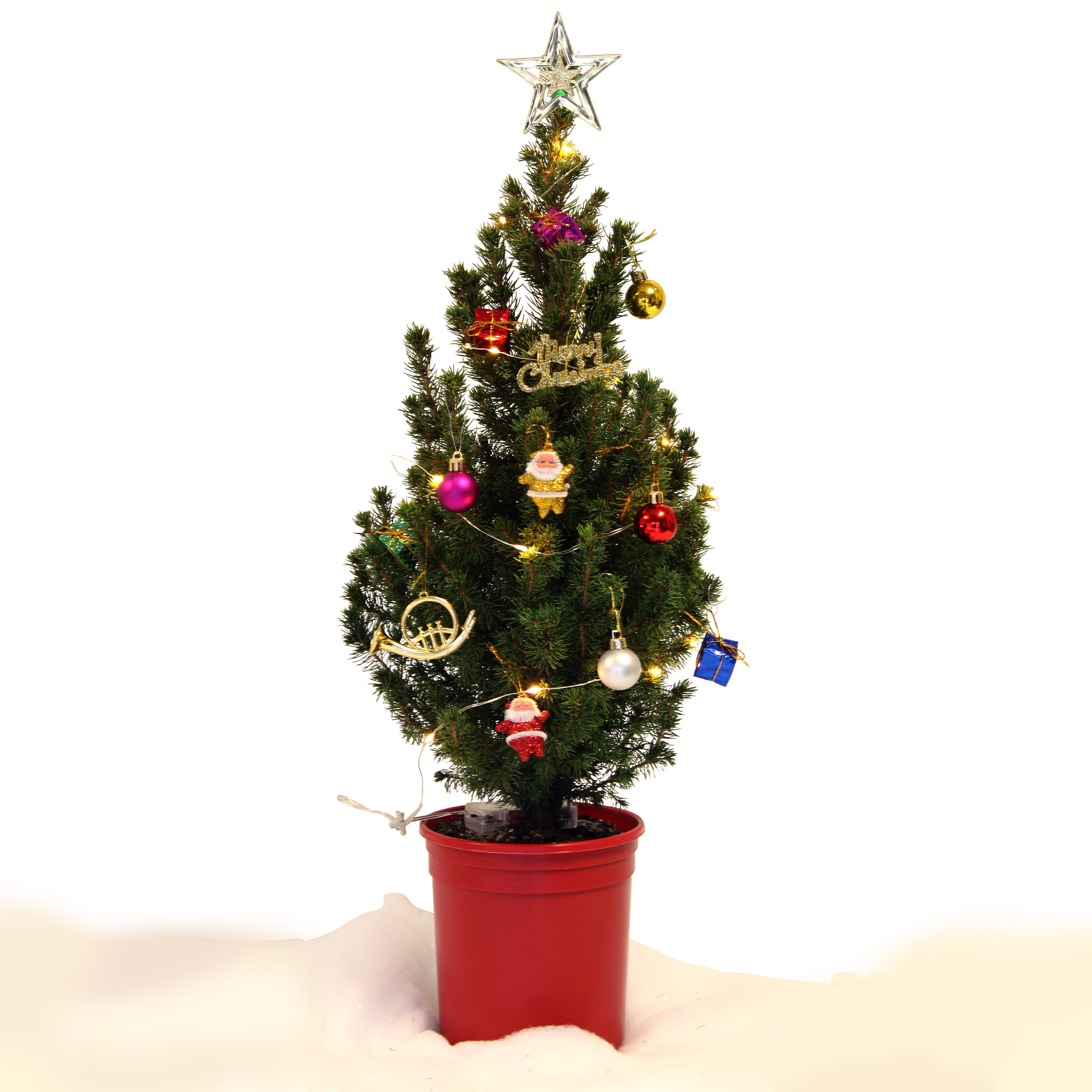 1-Gal. Dwarf Alberta Spruce Holiday Decorating Kit | Costco
