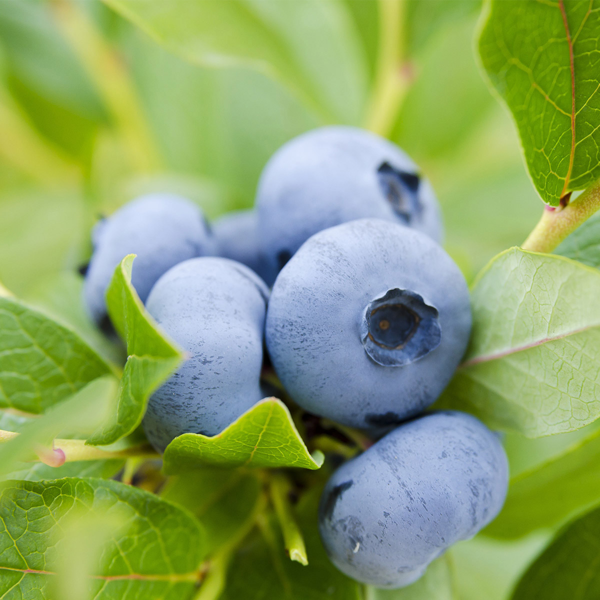 Berry Bush Collection, 3-pack | Costco