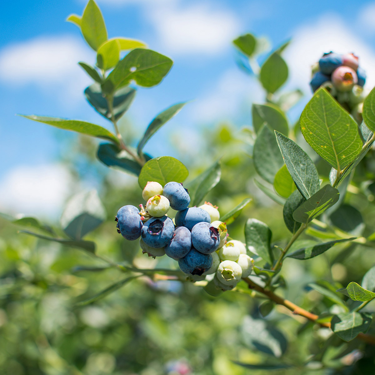 Berry Bush Collection, 3-pack | Costco