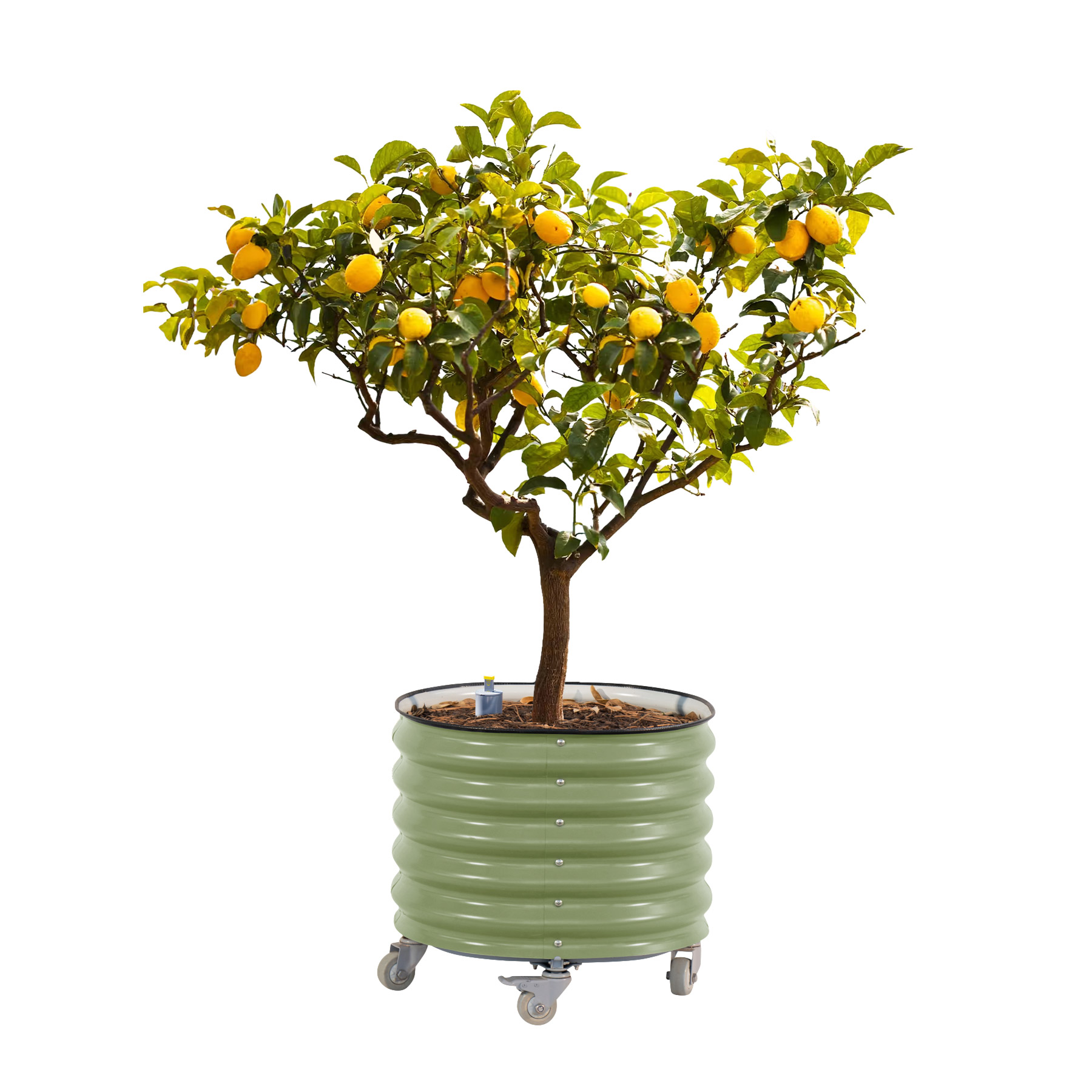 Vego Garden Self-Watering Rolling Citrus Tree Planter | Costco