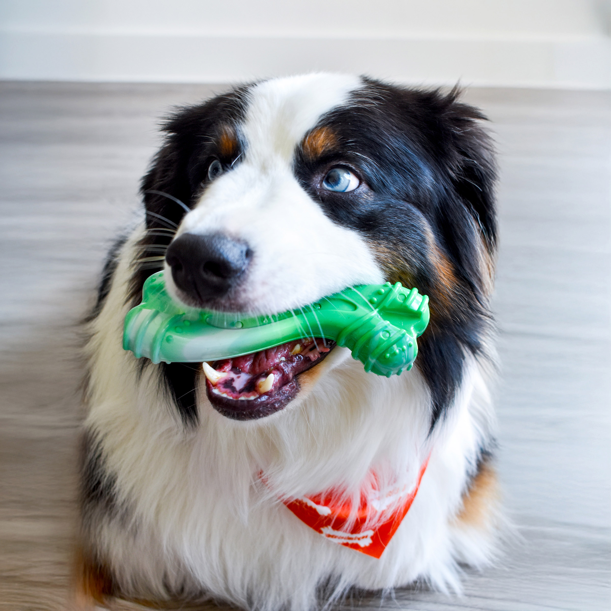 Nylabone Chew Toys & NUBZ Chew Treats Gift Box, 4-count | Costco