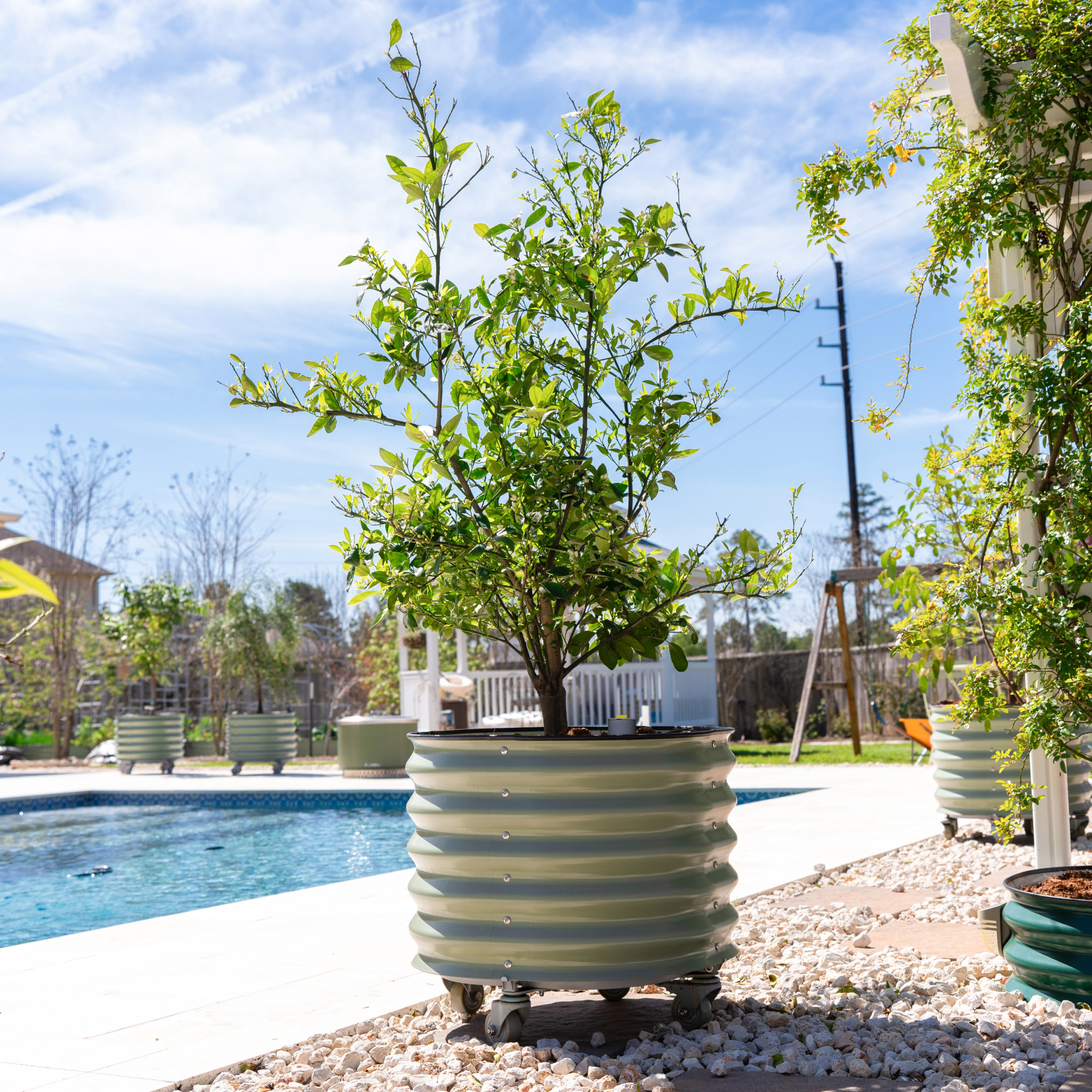Vego Garden Self-Watering Rolling Citrus Tree Planter | Costco