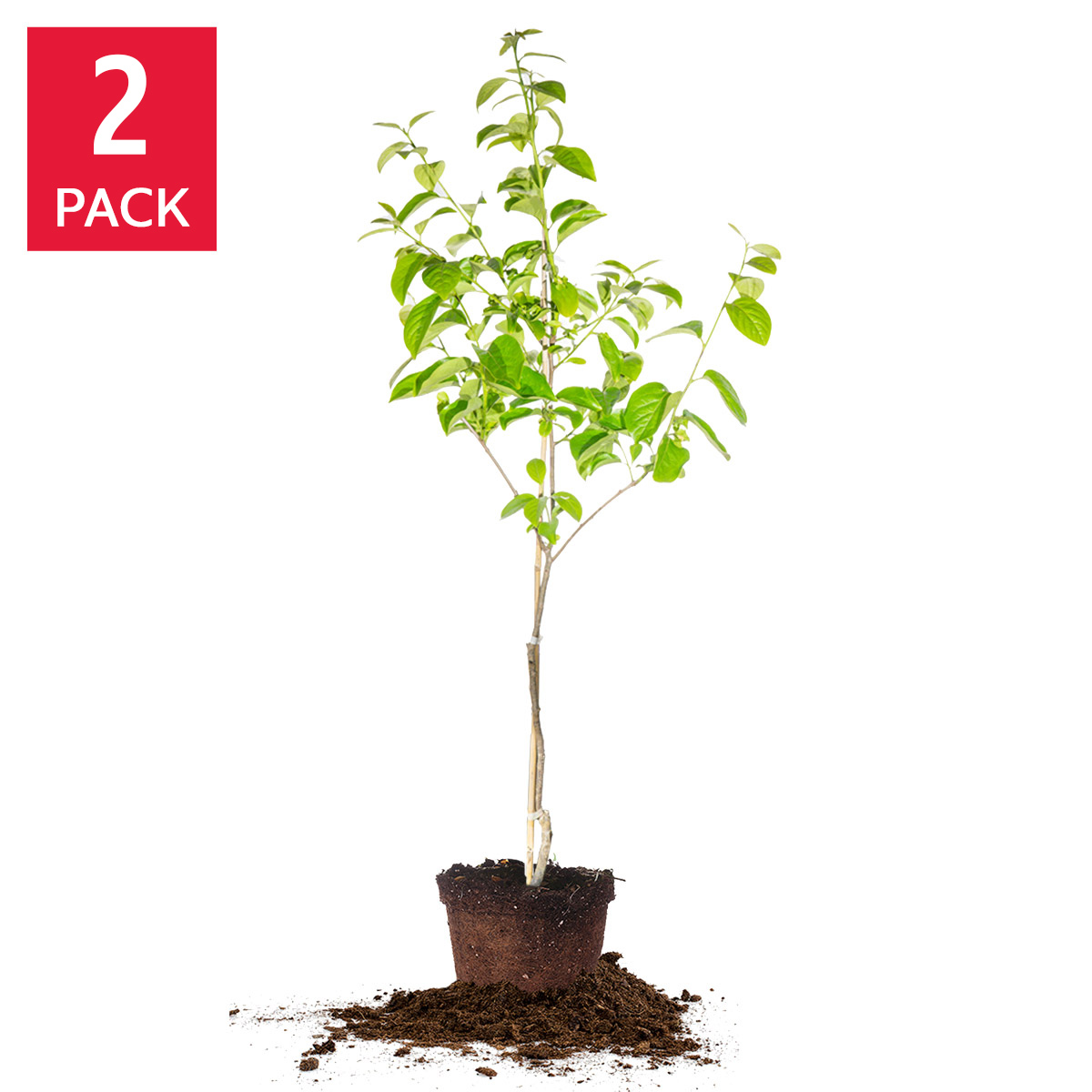 Fuyu Persimmon 5 Gallon, 2-pack | Costco