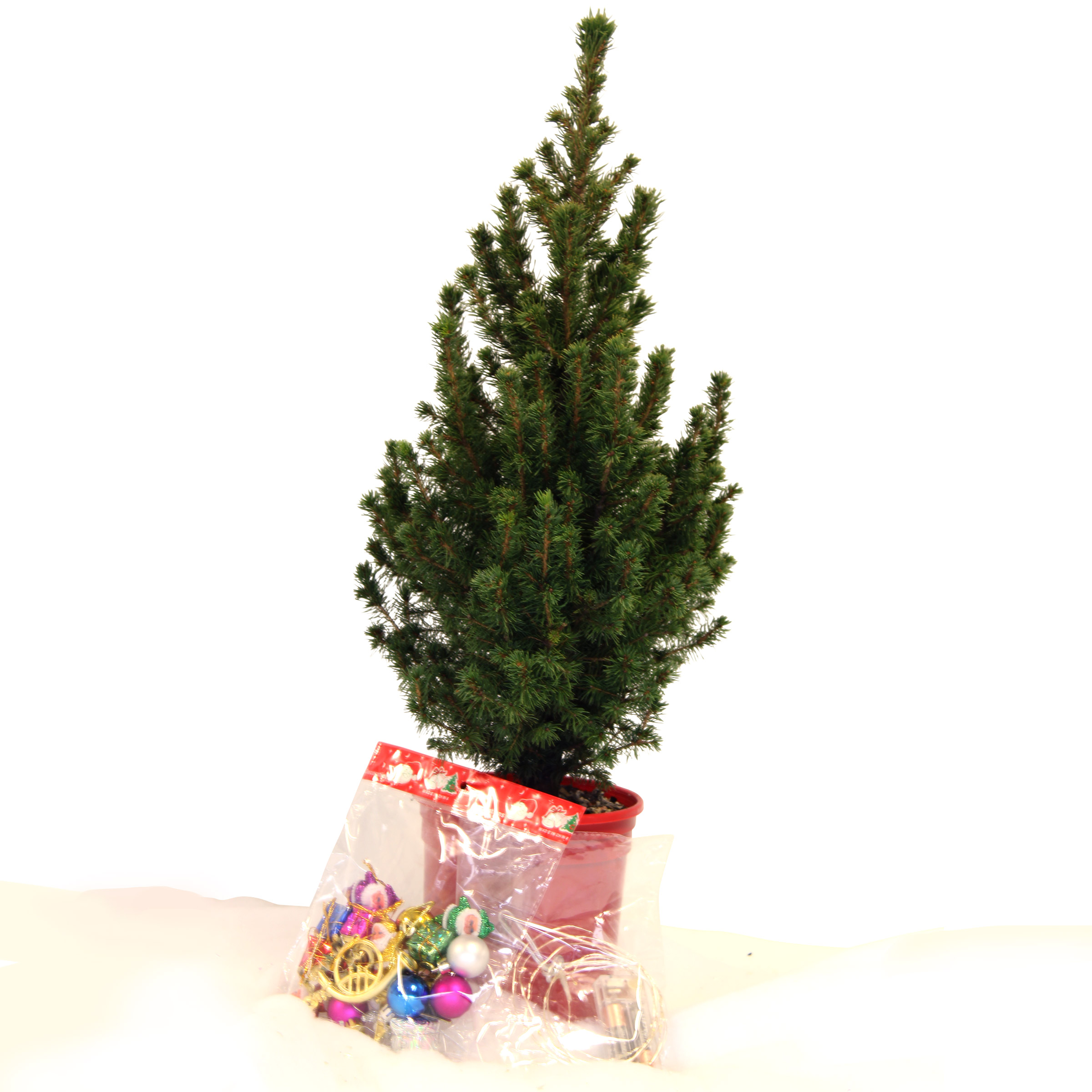 1-Gal. Dwarf Alberta Spruce Holiday Decorating Kit | Costco