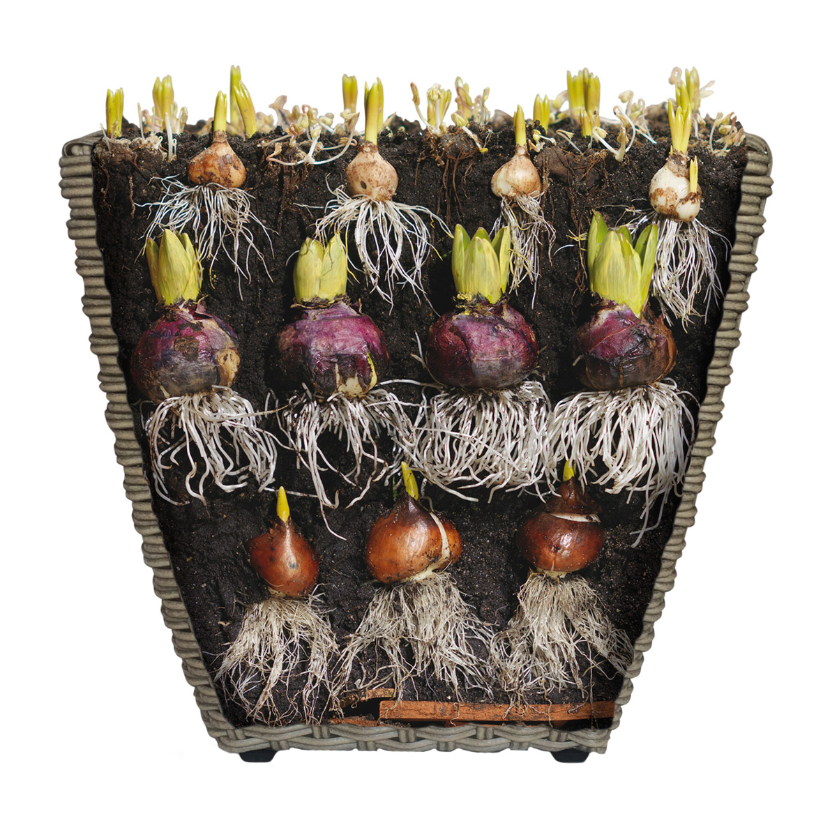 Fall Preplanted Bulb - 60 Days of Color | Costco