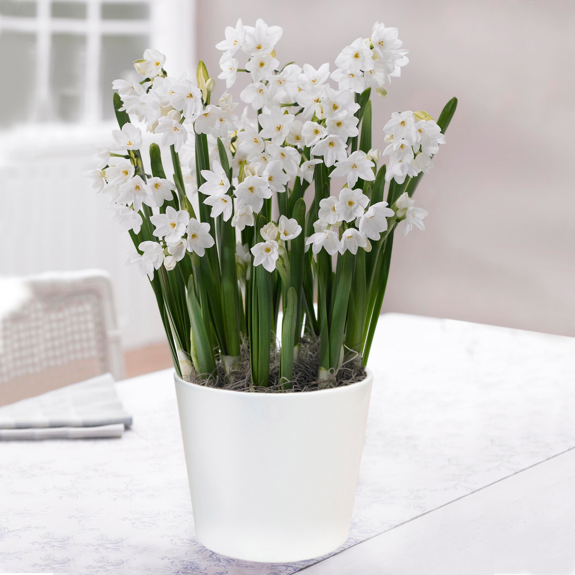 Paperwhite in White Ceramic Pot | Costco