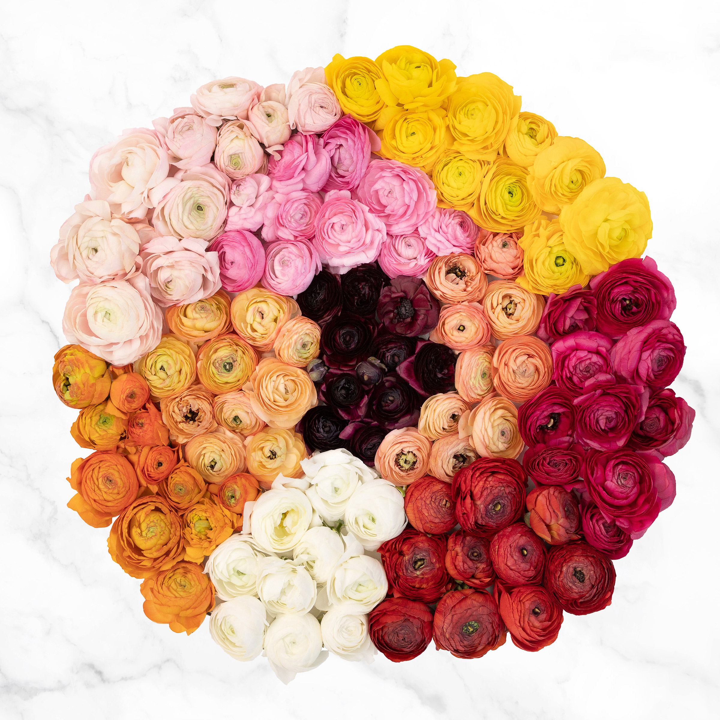 120 Stem Ranunculus, Orange | Costco